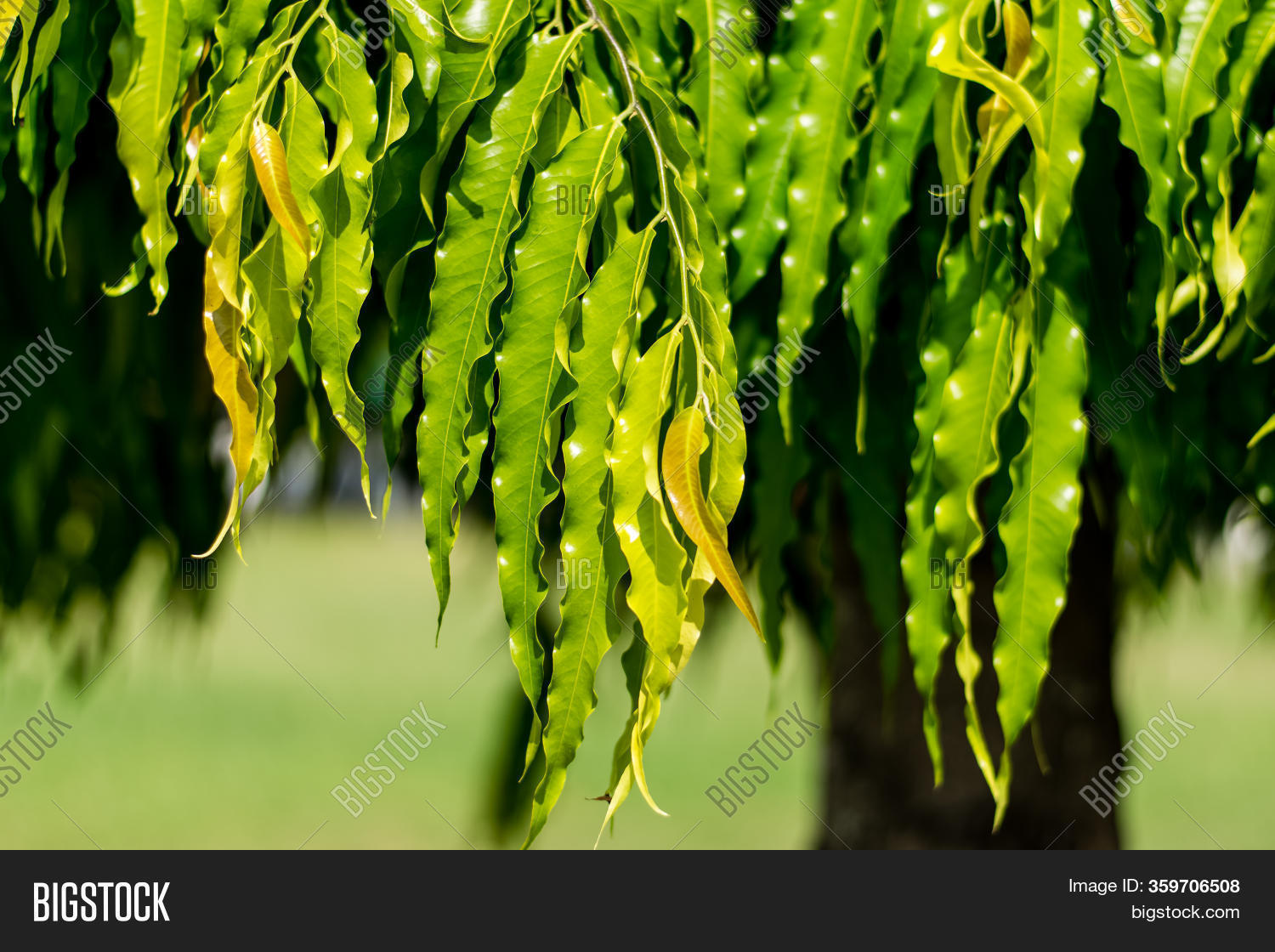 Polyalthia Longifolia
