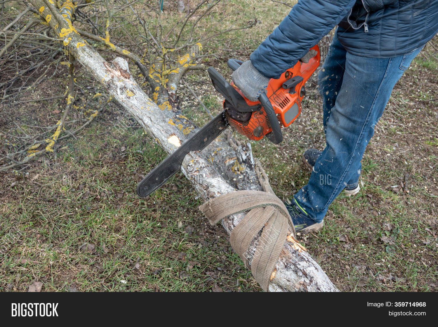 Man Cutting Trees Image & Photo (Free Trial) | Bigstock