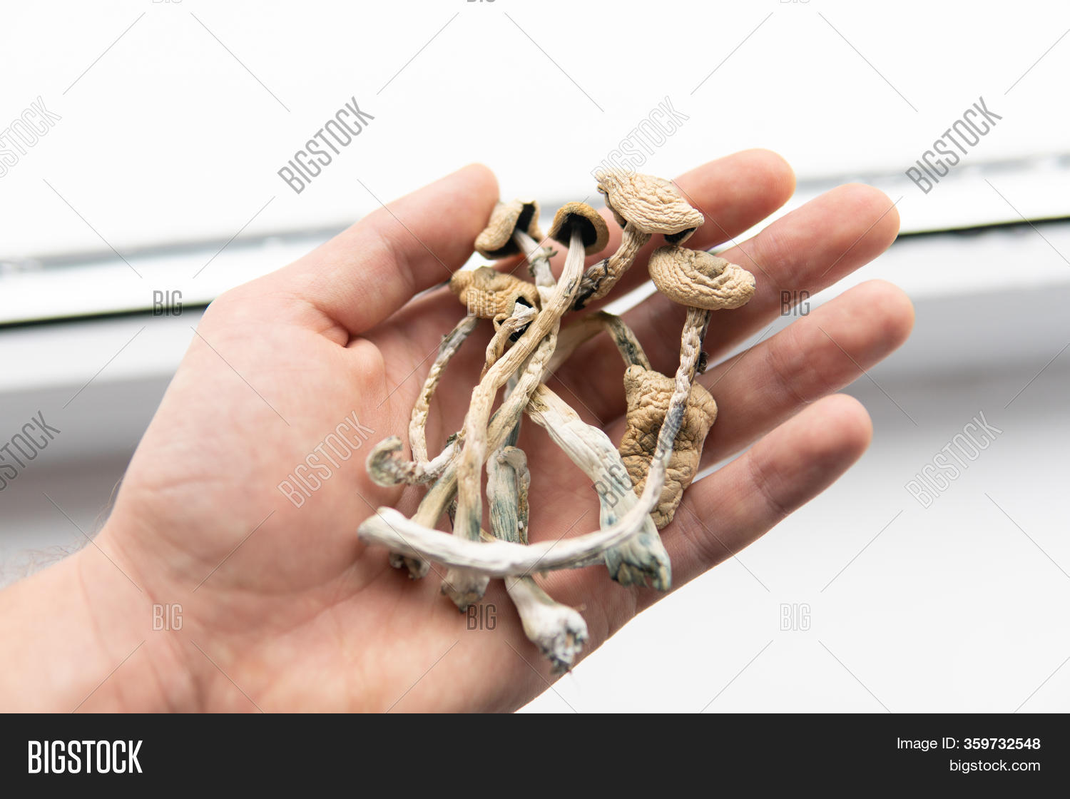 Dry Psilocybe Cubensis Image & Photo (Free Trial) | Bigstock
