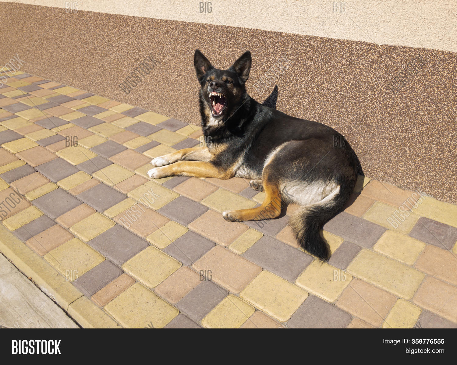 Smart Young Black Dog Image & Photo (Free Trial) | Bigstock