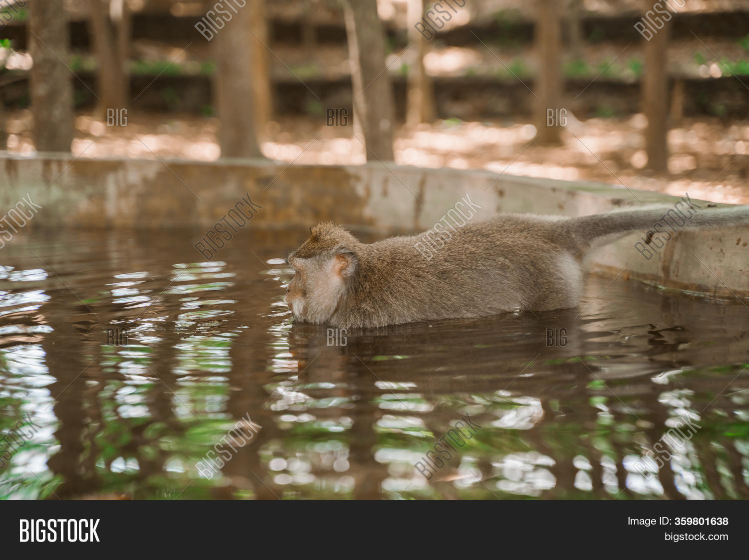 Monkey Swims Swimming Image & Photo (Free Trial) | Bigstock