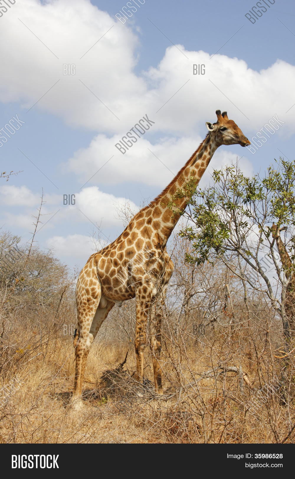Male Giraffe Grazing Image & Photo (Free Trial) | Bigstock