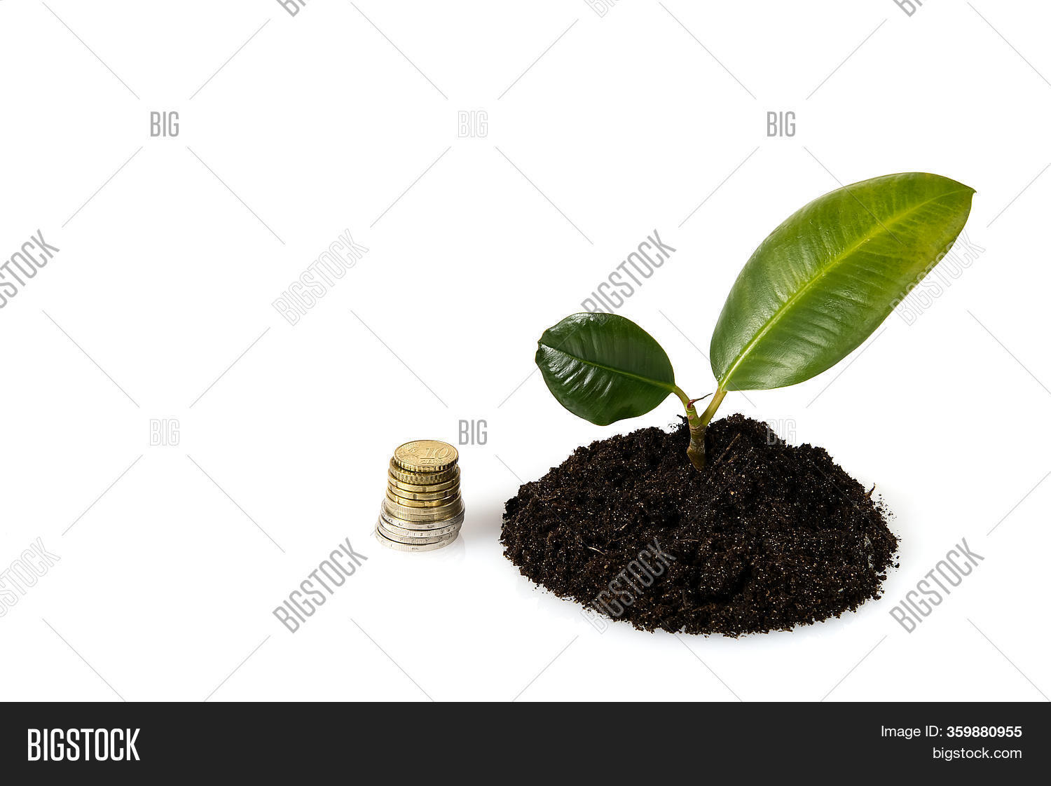 Money Tree Growing. Image & Photo (Free Trial) | Bigstock