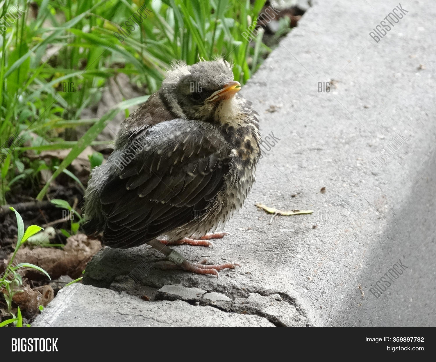 Young Chick Thrush Image & Photo (Free Trial) | Bigstock