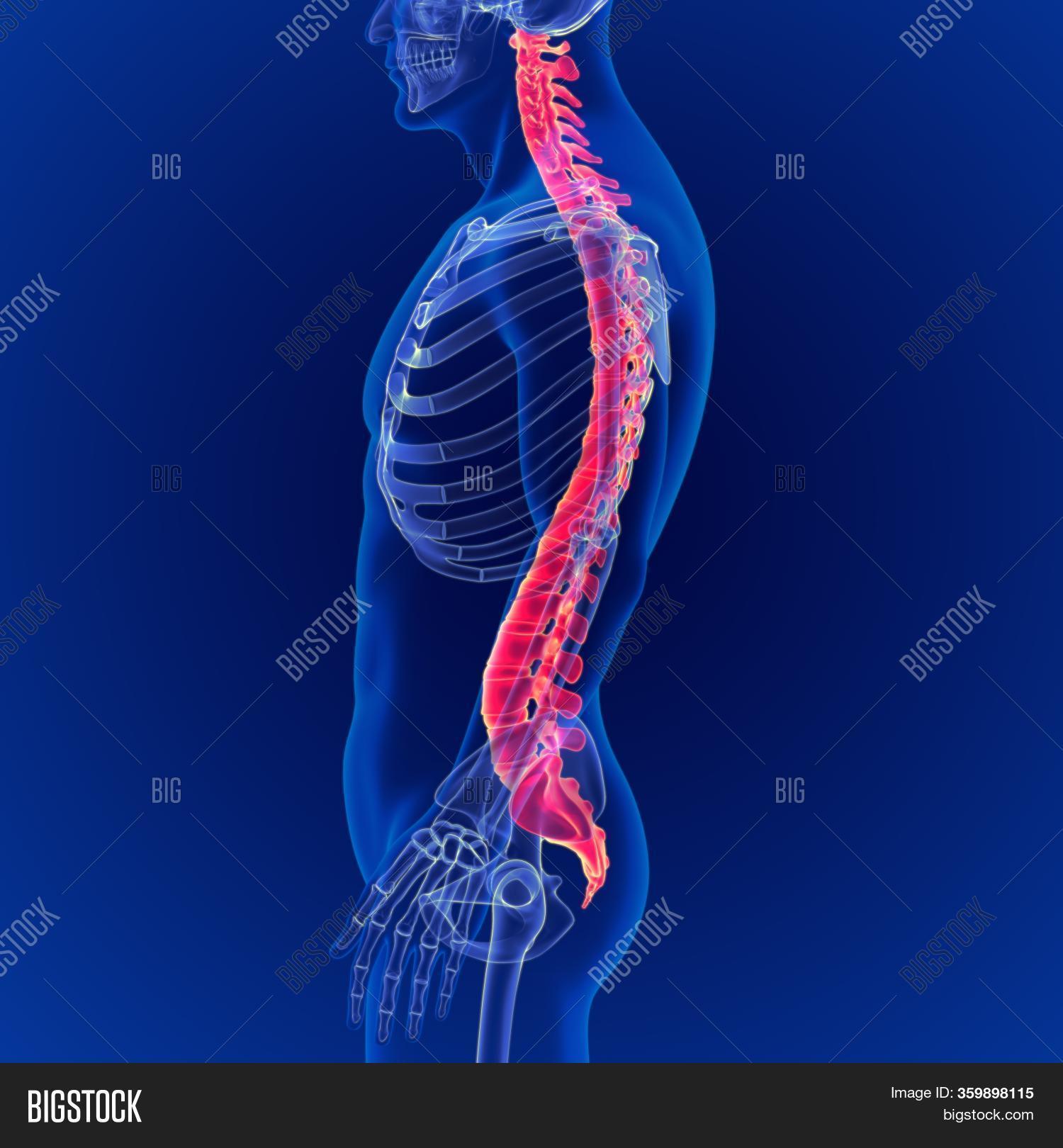 3d Illustration Human Image & Photo (Free Trial) | Bigstock