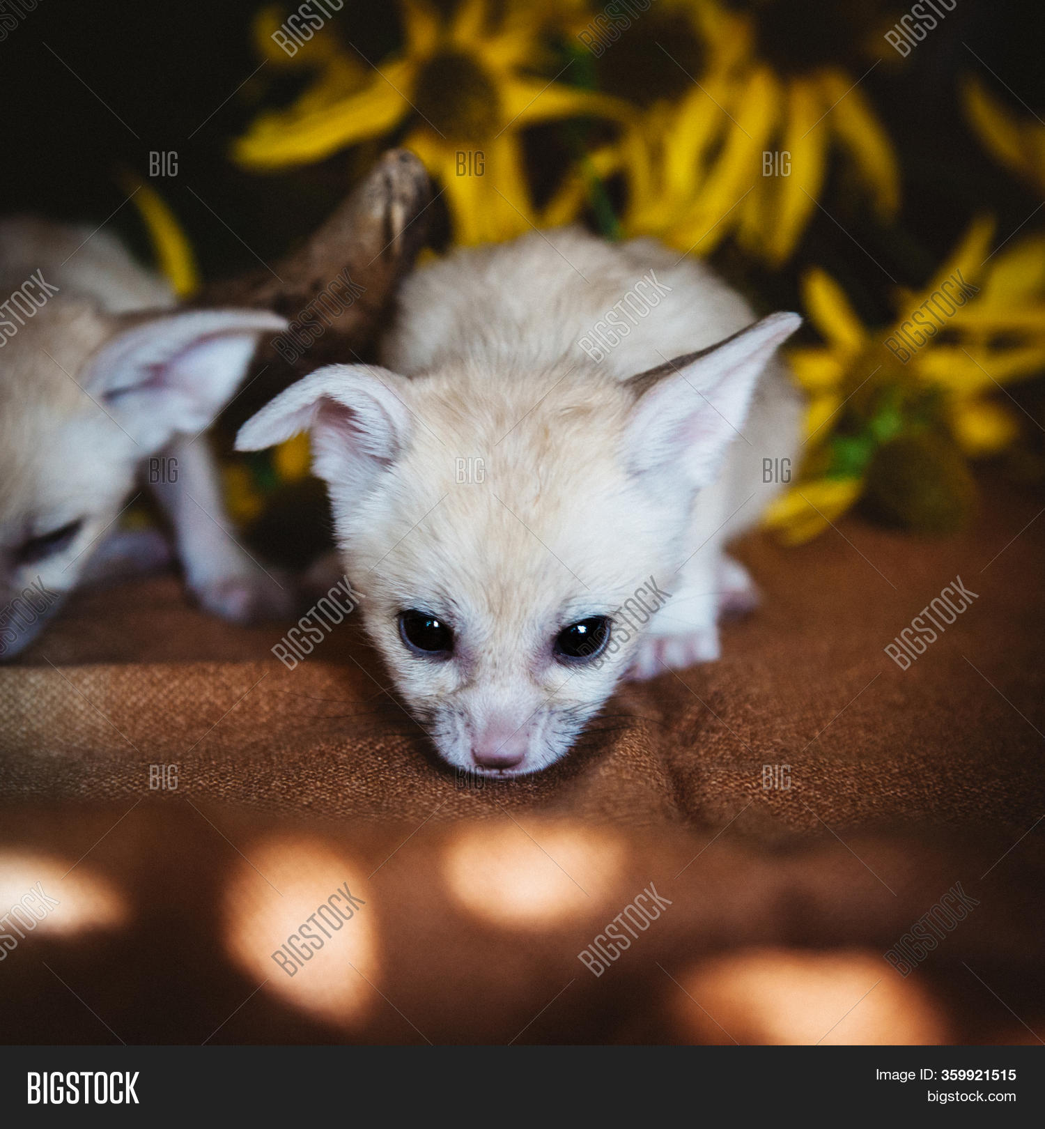 Pretty Fennec Fox Cub Image & Photo (Free Trial) | Bigstock