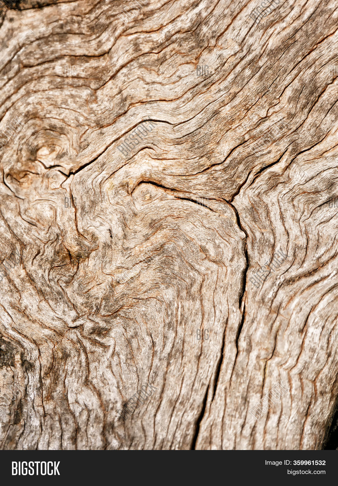 Macro Bark Olive Tree Image & Photo (Free Trial) | Bigstock