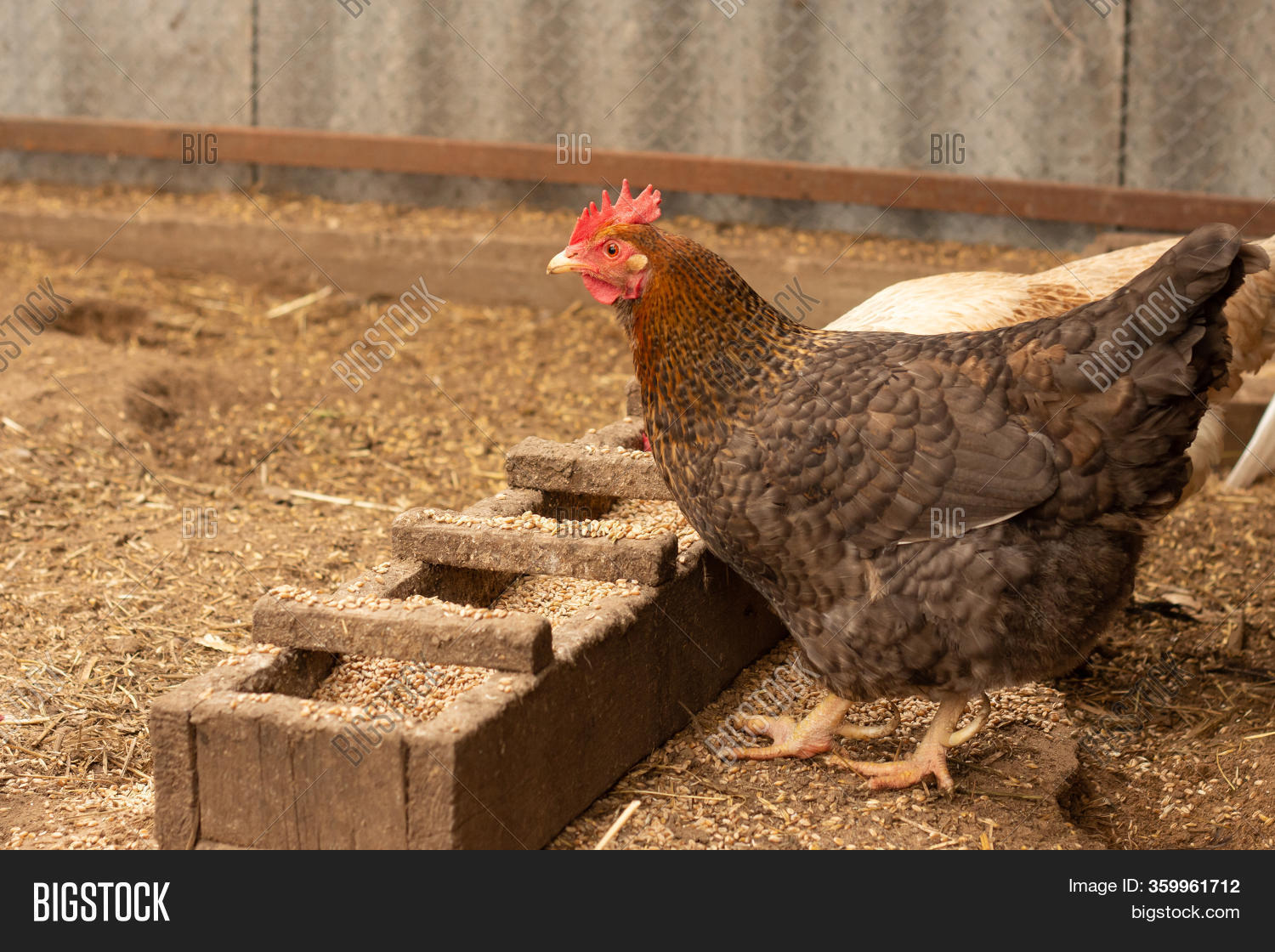 Brown Hen On Farm. Image & Photo (Free Trial) | Bigstock