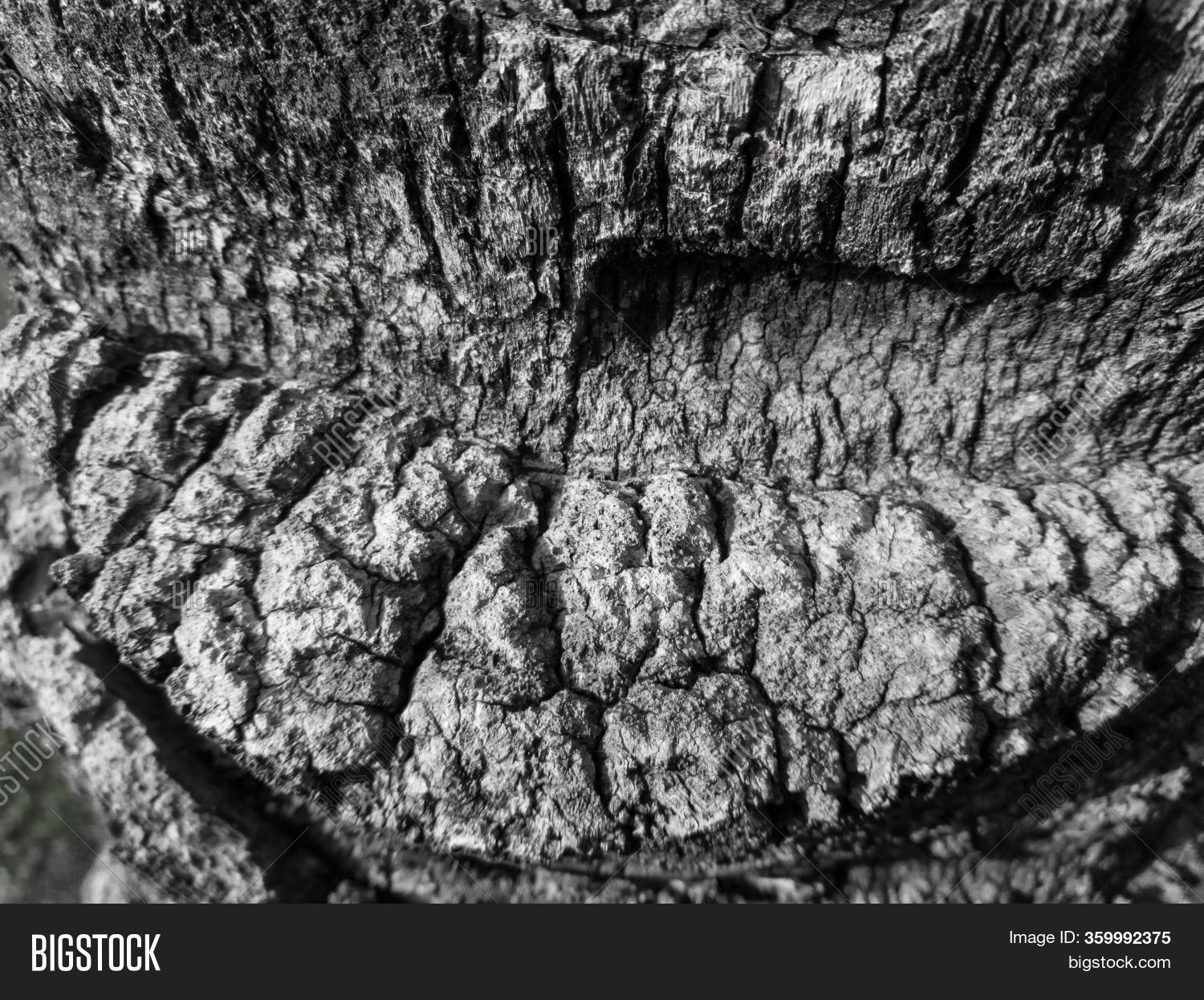 Contrast Wood Palm Image & Photo (Free Trial) | Bigstock