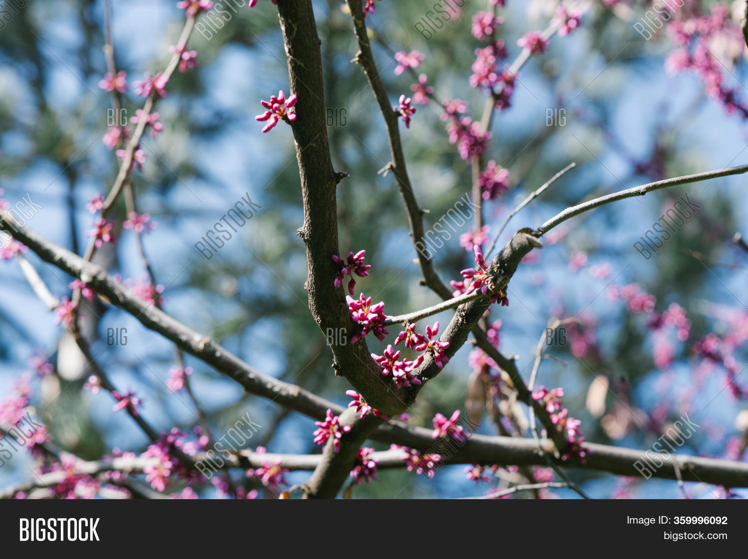 Purple Canadian Spring Image & Photo (Free Trial) | Bigstock