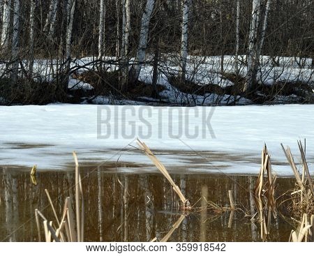 Swamp Spring Which Image & Photo (Free Trial) | Bigstock