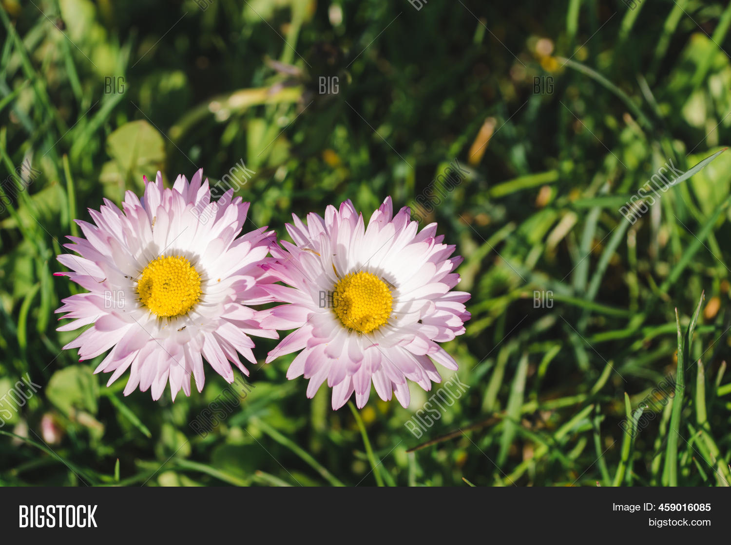 Two Bellis Flower Image & Photo (Free Trial) | Bigstock