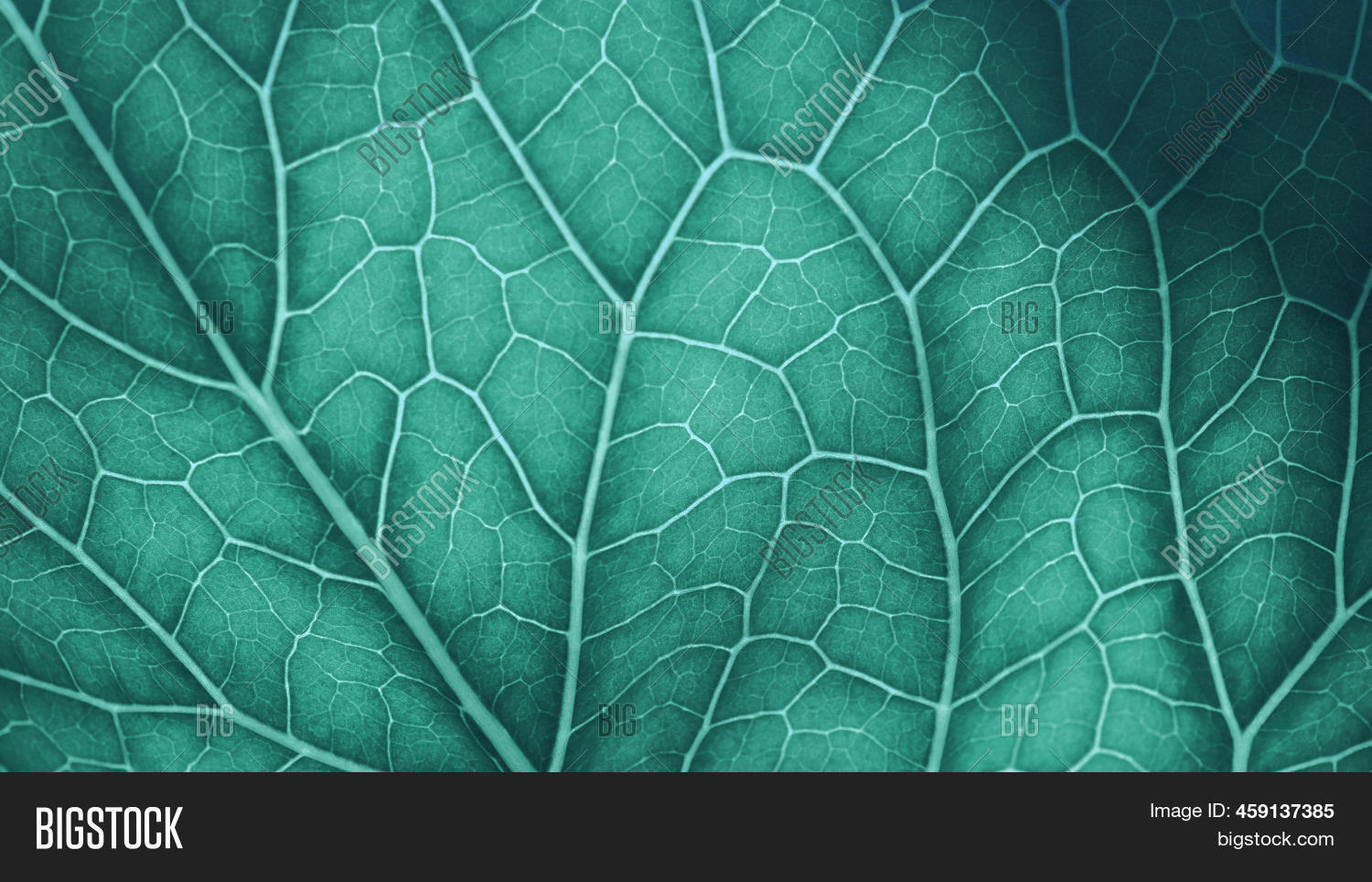 Plant Leaf Structure Image & Photo (Free Trial) | Bigstock
