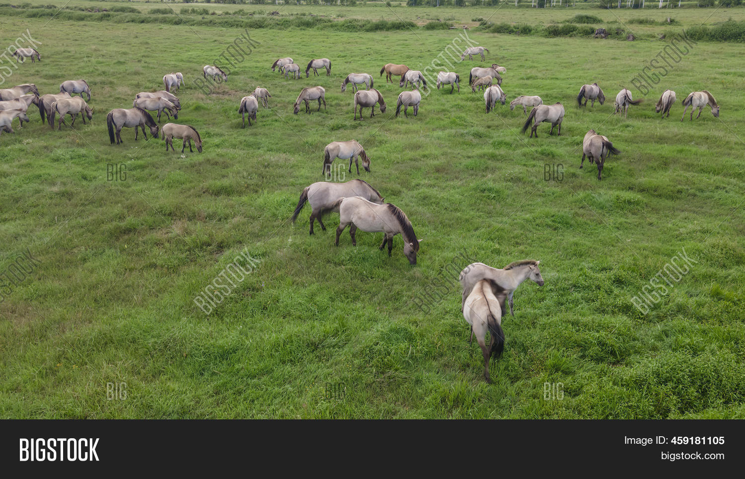 Aerial View Tarpan Image & Photo (Free Trial) | Bigstock