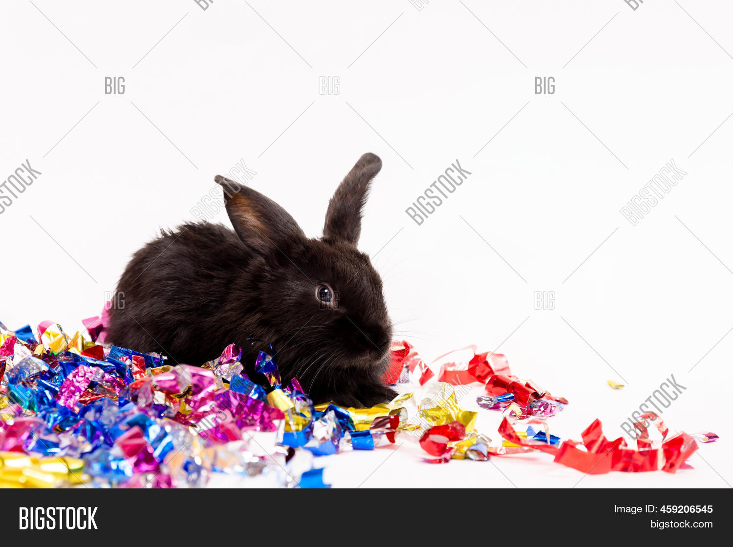 One Black Rabbit Sits Image & Photo (Free Trial) | Bigstock