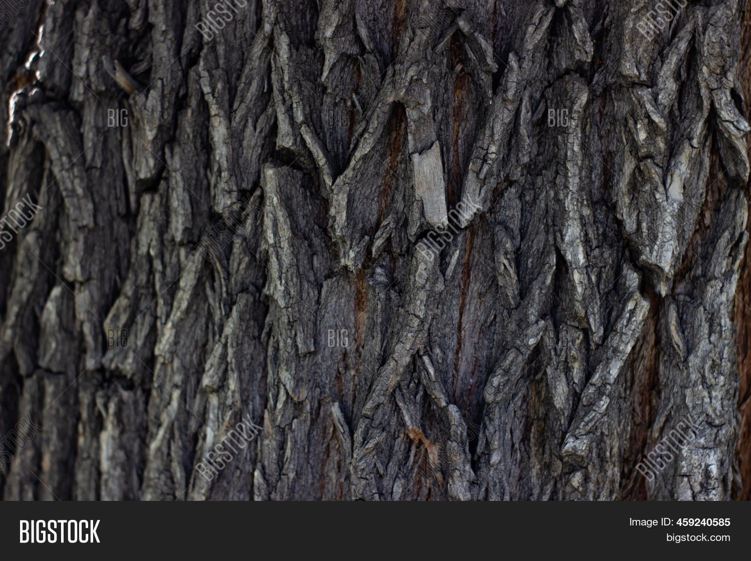 Tree Bark Close . Ash Image & Photo (Free Trial) | Bigstock