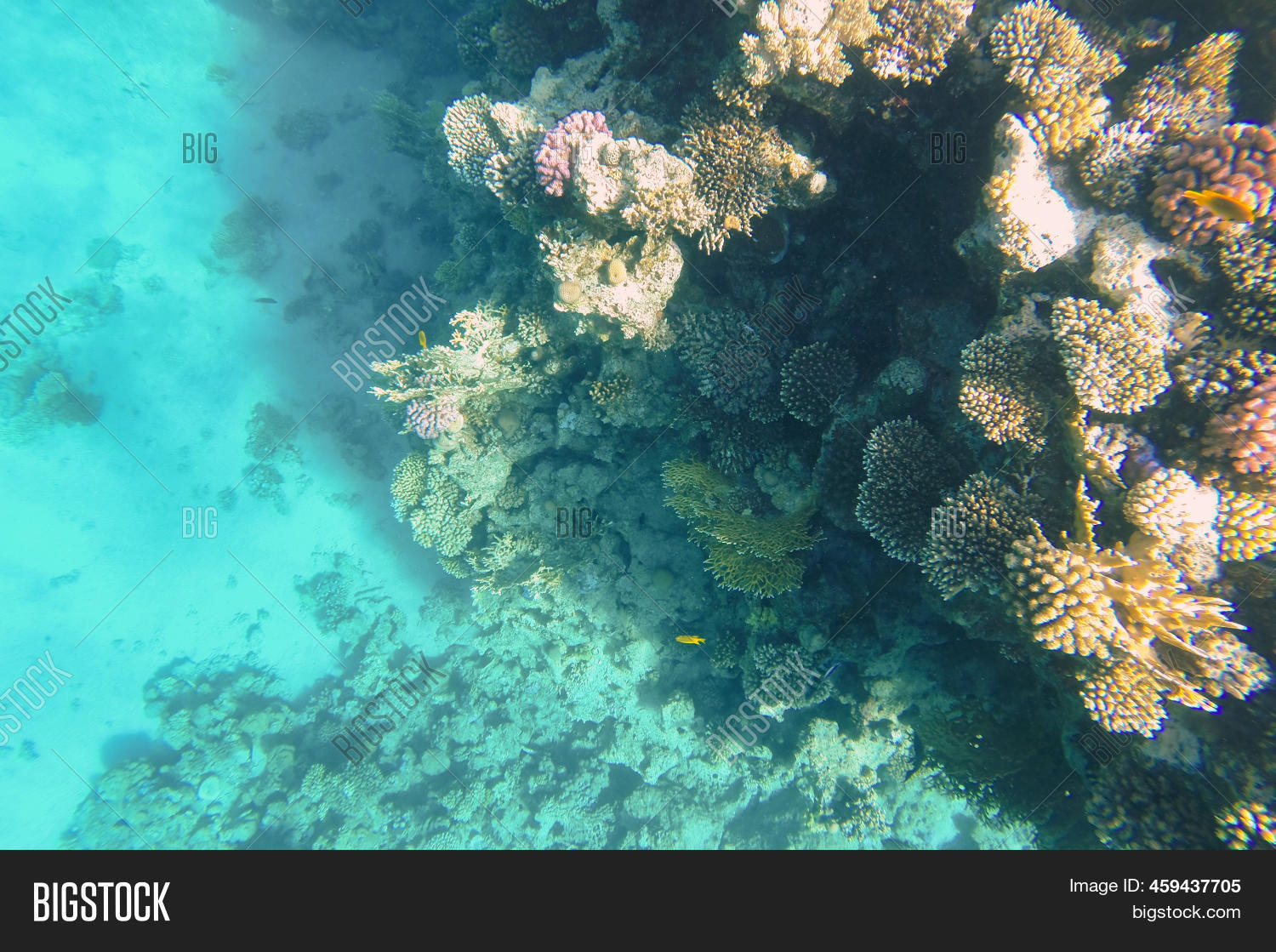 Colorful Coral Reef Image & Photo (Free Trial) | Bigstock