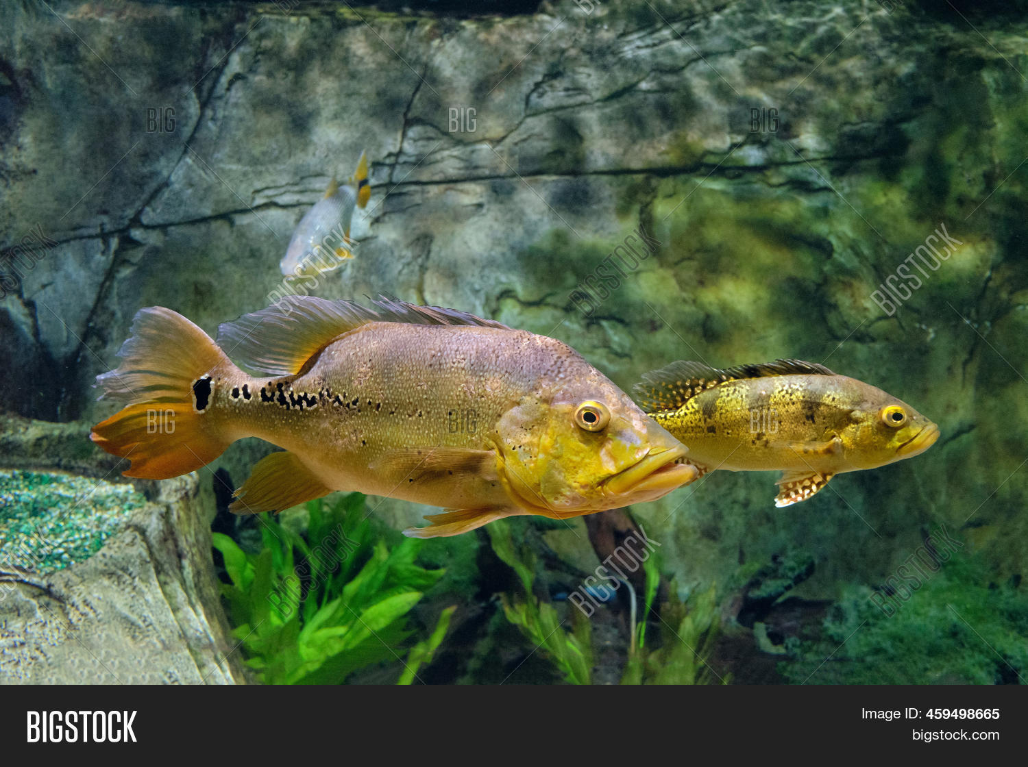 Cichla Ocellaris Image & Photo (Free Trial) | Bigstock