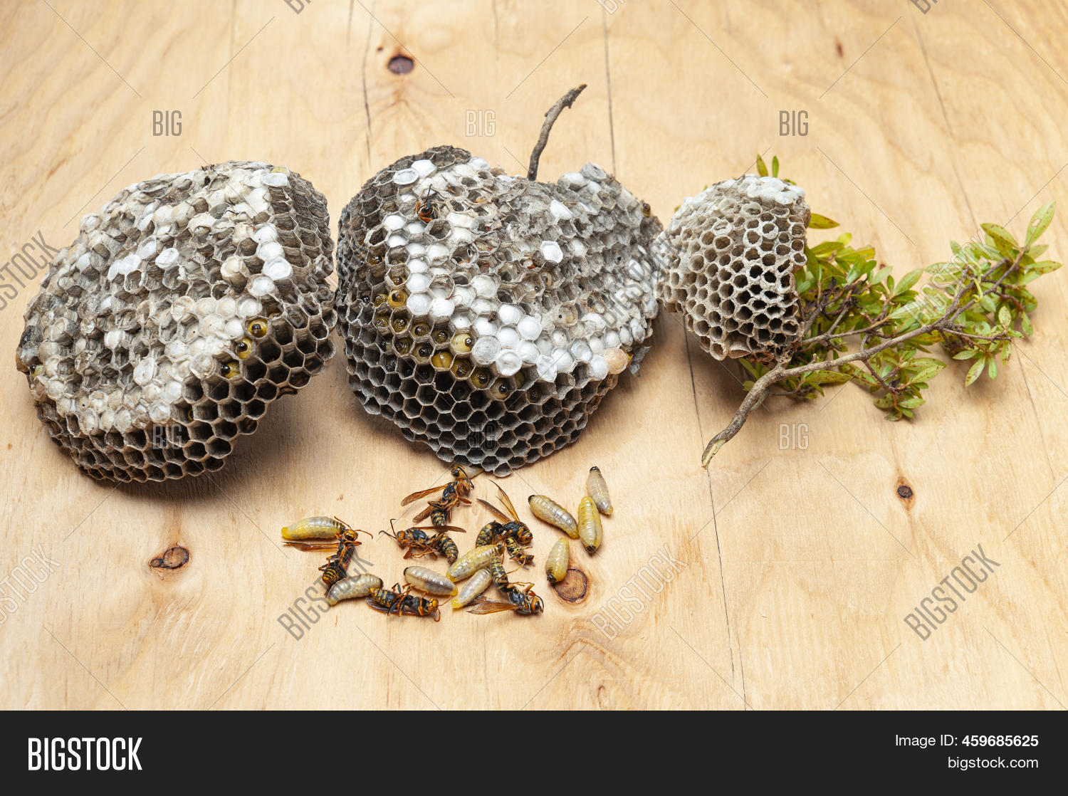 Dead Larvae Wasps Image & Photo (Free Trial) | Bigstock