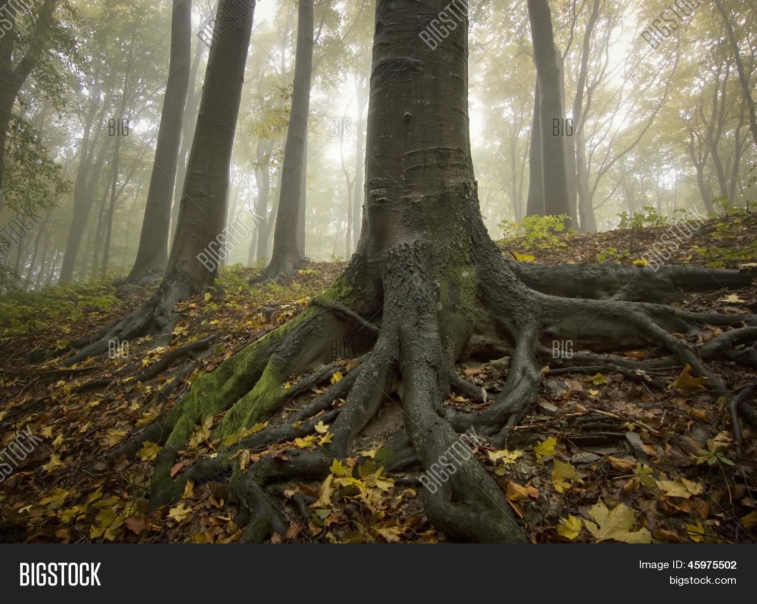 Tree Big Roots Image & Photo (Free Trial) | Bigstock