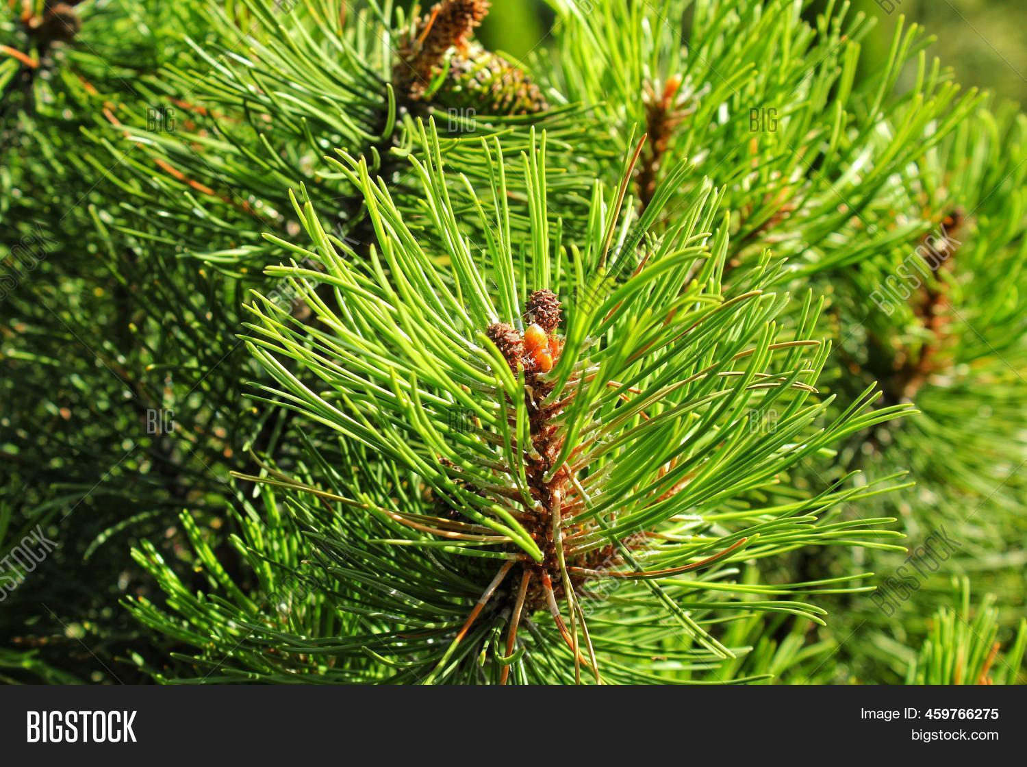 Mountain Pine Tree Image & Photo (Free Trial) | Bigstock