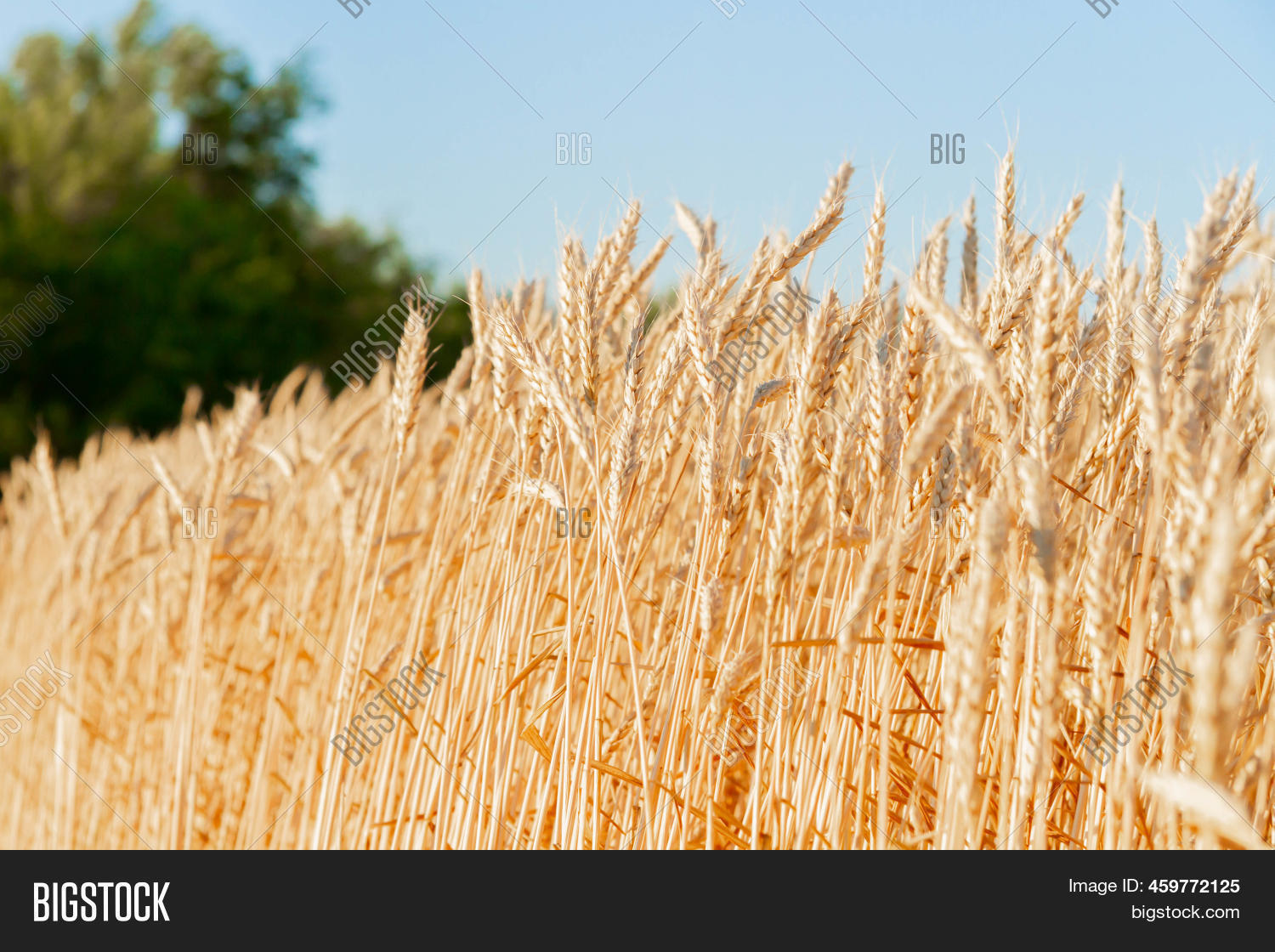New Crop Wheat. Ears Image & Photo (Free Trial) | Bigstock