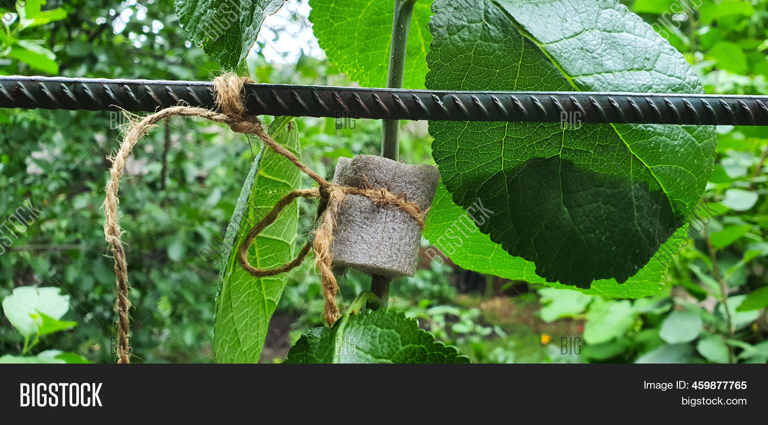 Young Shoot Plum Tree Image & Photo (Free Trial) | Bigstock