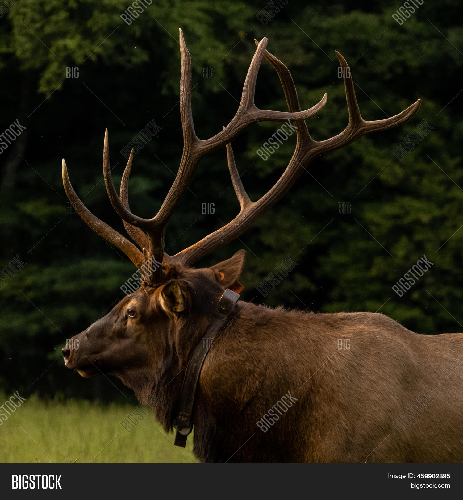 Large Antler Rack Image & Photo (Free Trial) | Bigstock