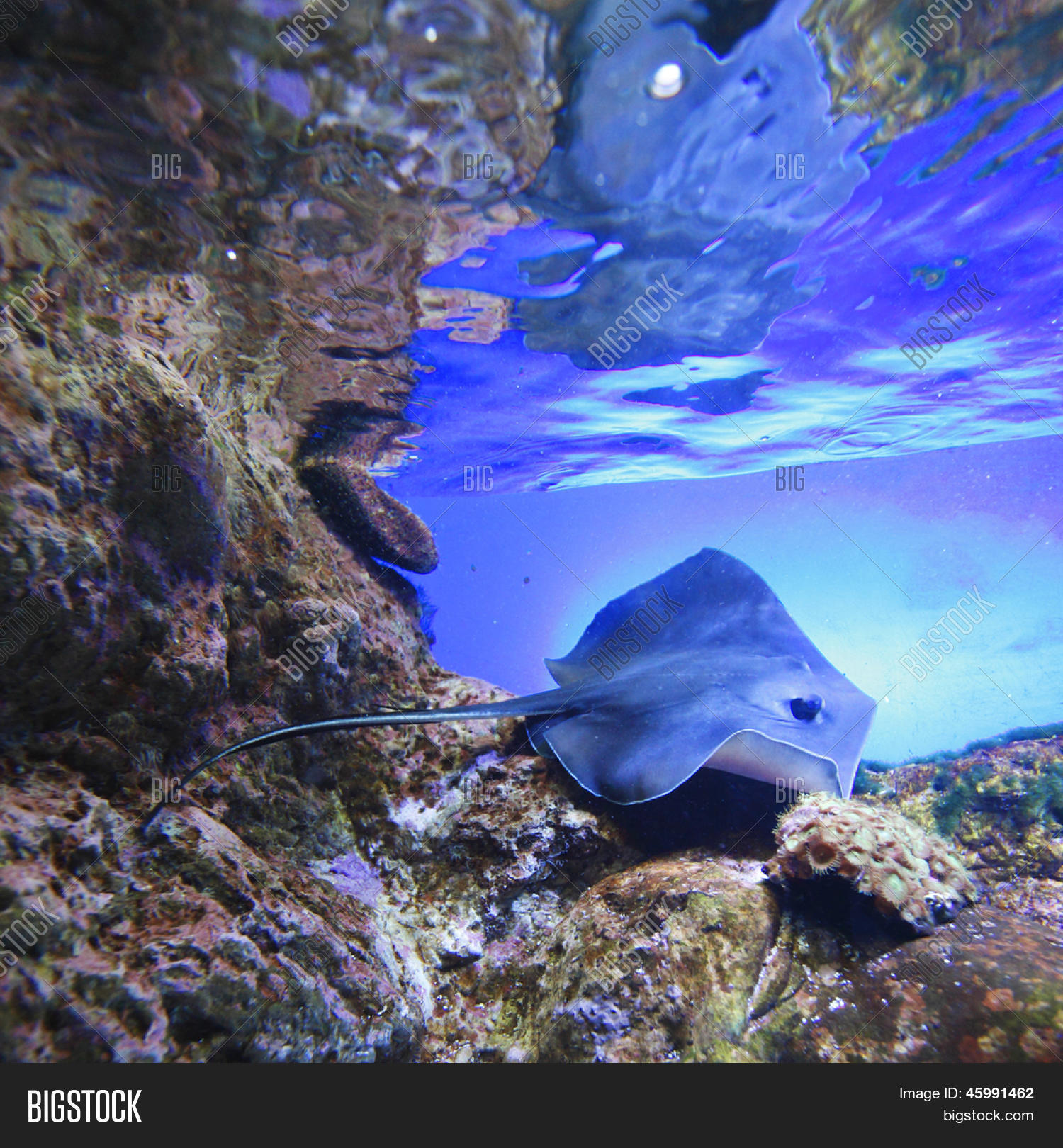 Stingray Swimming On Image & Photo (Free Trial) | Bigstock