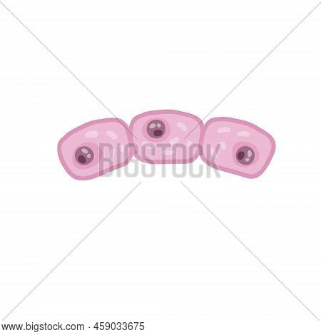 Cell Human Organism. Vector & Photo (Free Trial) | Bigstock