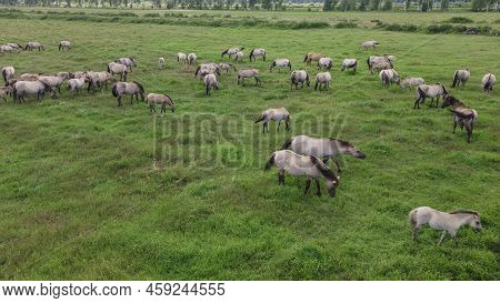Aerial View Tarpan Image & Photo (Free Trial) | Bigstock