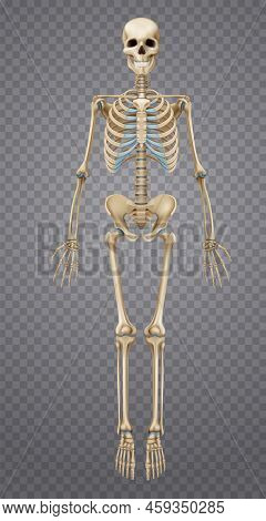 Realistic Human Vector & Photo (Free Trial) | Bigstock