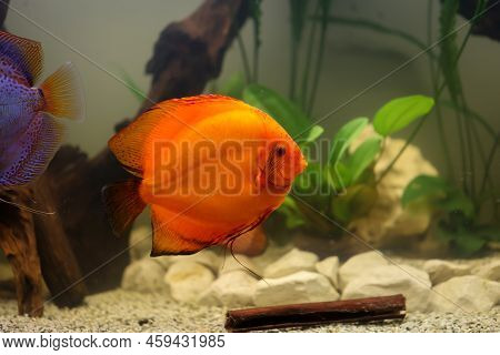 Portrait Beautiful Image & Photo (Free Trial) | Bigstock