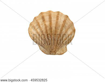 Scallop Bivalve Image & Photo (Free Trial) | Bigstock