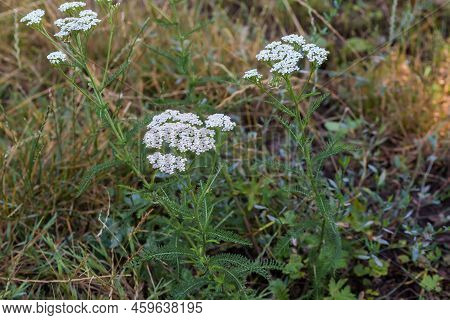 Stems Yarrow Flowers Image & Photo (Free Trial) | Bigstock