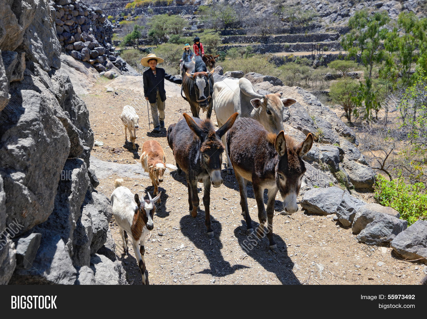 Young Shepherds Image & Photo (Free Trial) | Bigstock