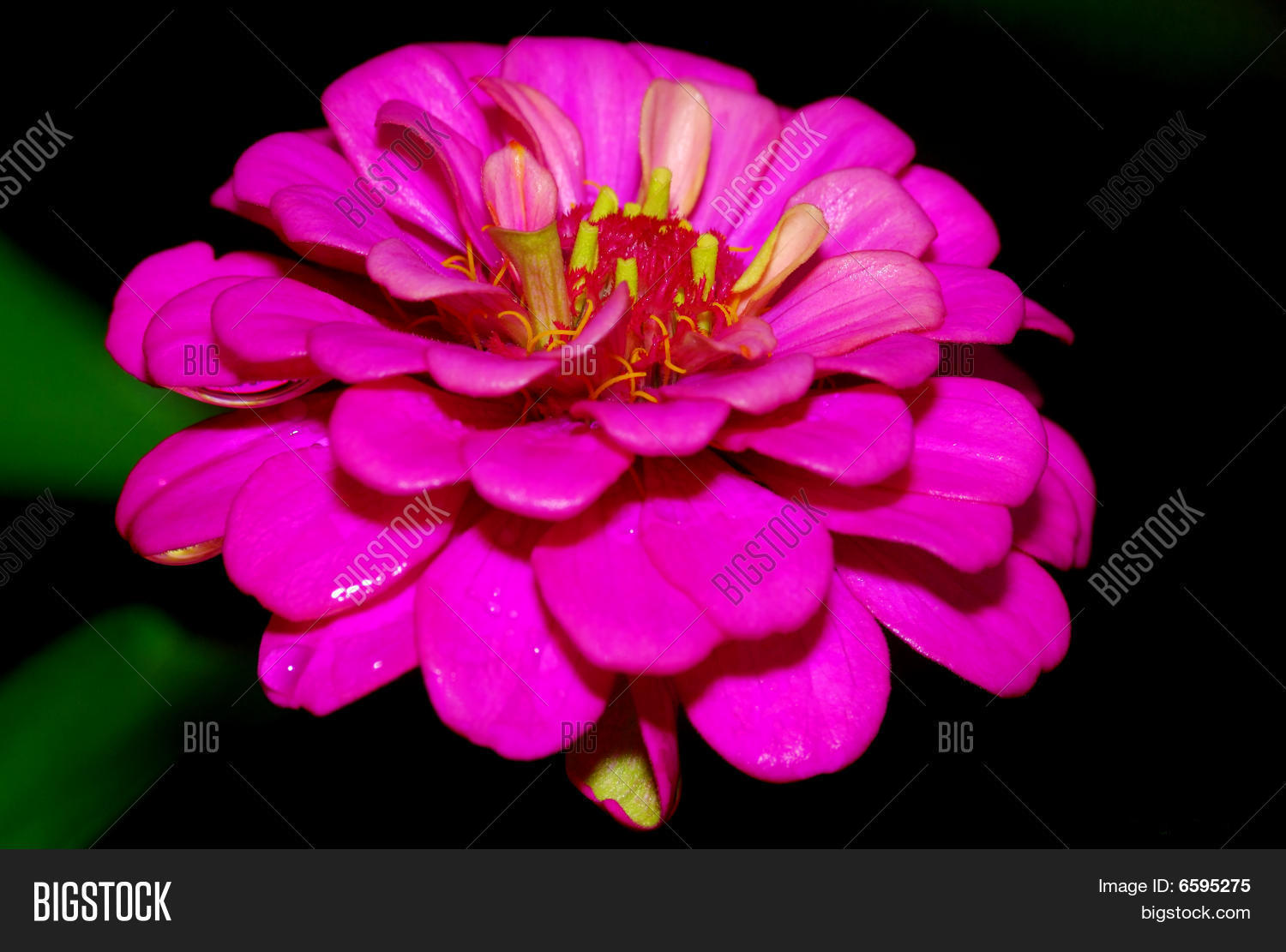 Jacob Regop Image & Photo (Free Trial) | Bigstock