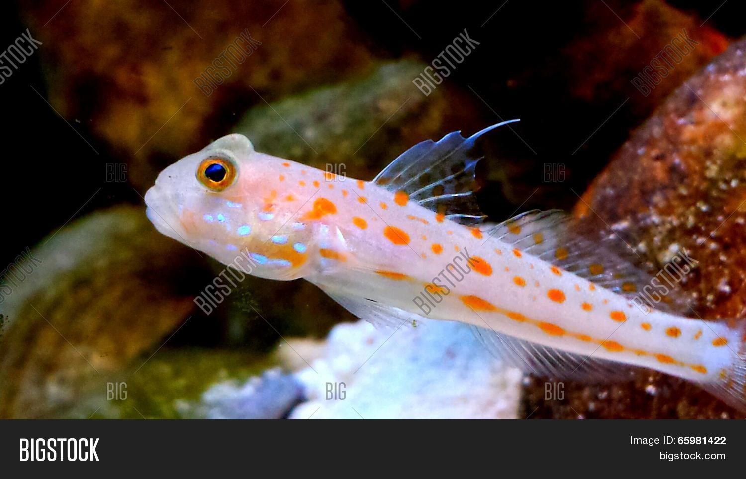 Orange Dotted Goby Image & Photo (Free Trial) | Bigstock