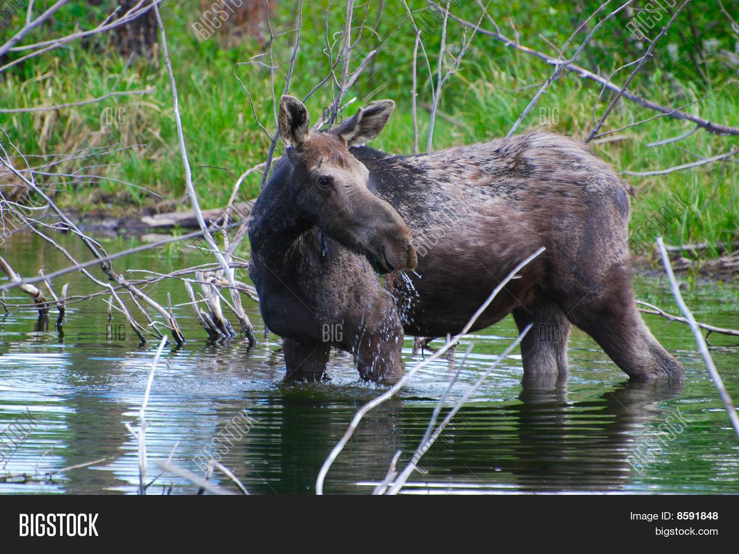 Adolescent Moose Image & Photo (Free Trial) | Bigstock