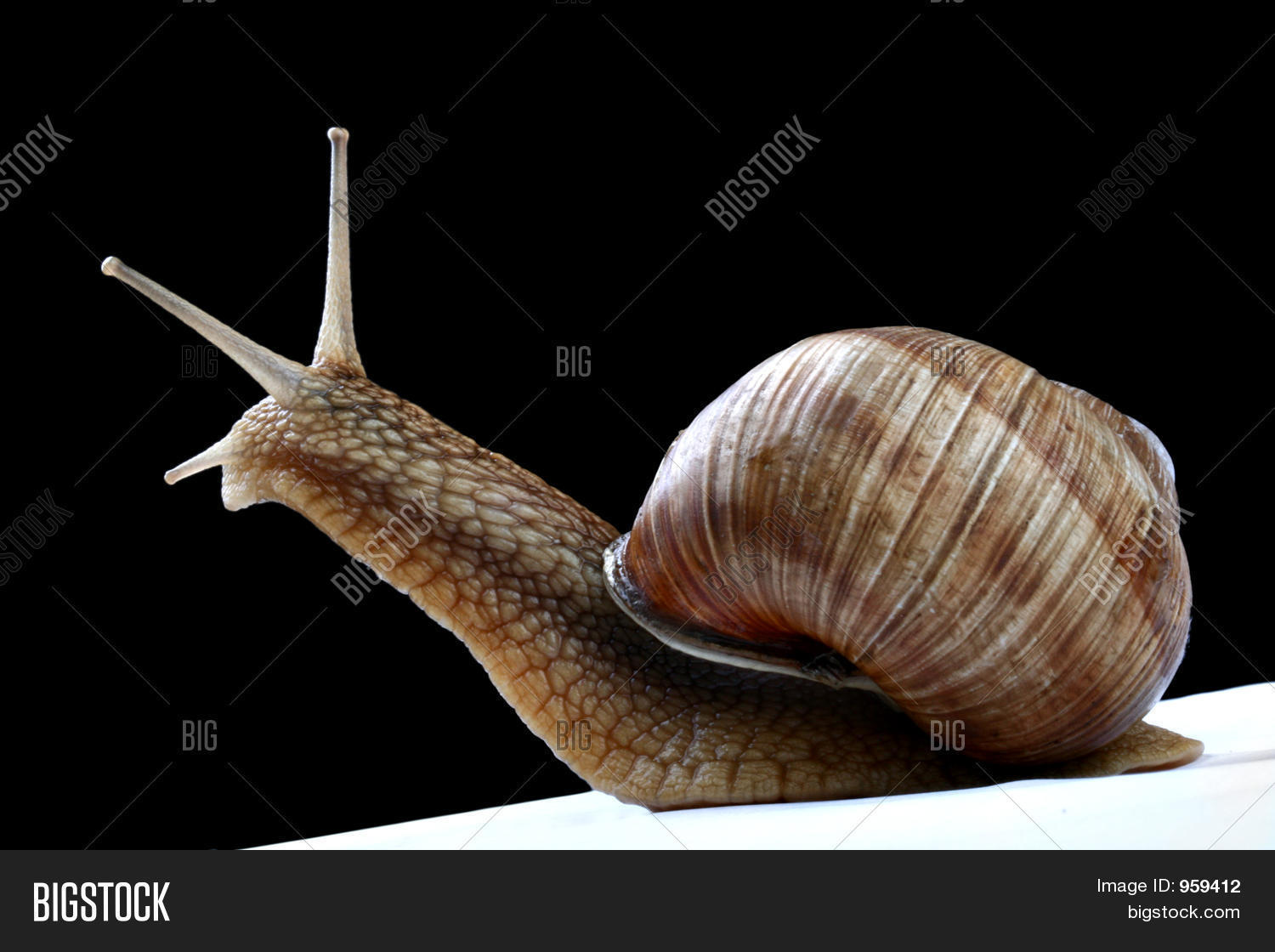 Slak afbeelding en foto (gratis proefversie) | Bigstock