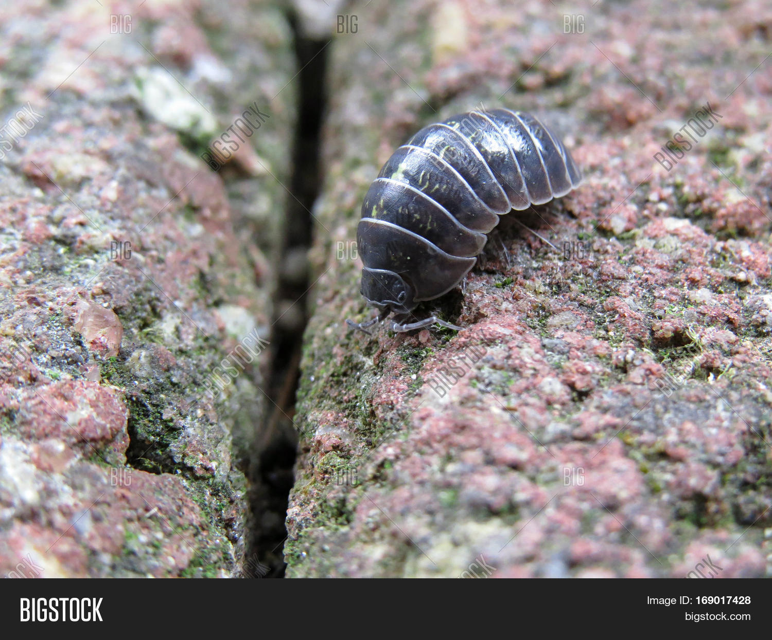 Woodlouse Slater Image & Photo (Free Trial) | Bigstock