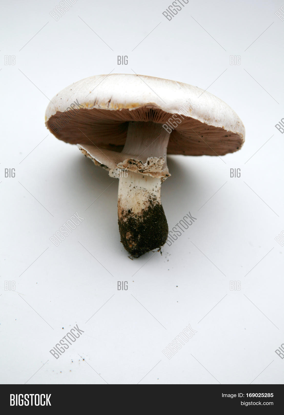 Agaricus Bitorquis Image & Photo (Free Trial) | Bigstock