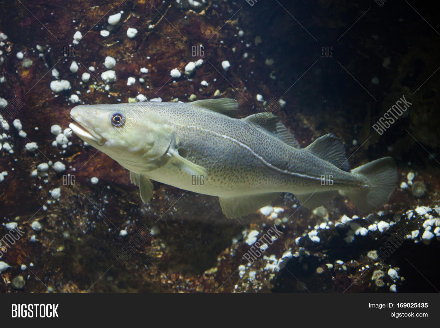 Atlantic Cod (Gadus Image & Photo (Free Trial) | Bigstock
