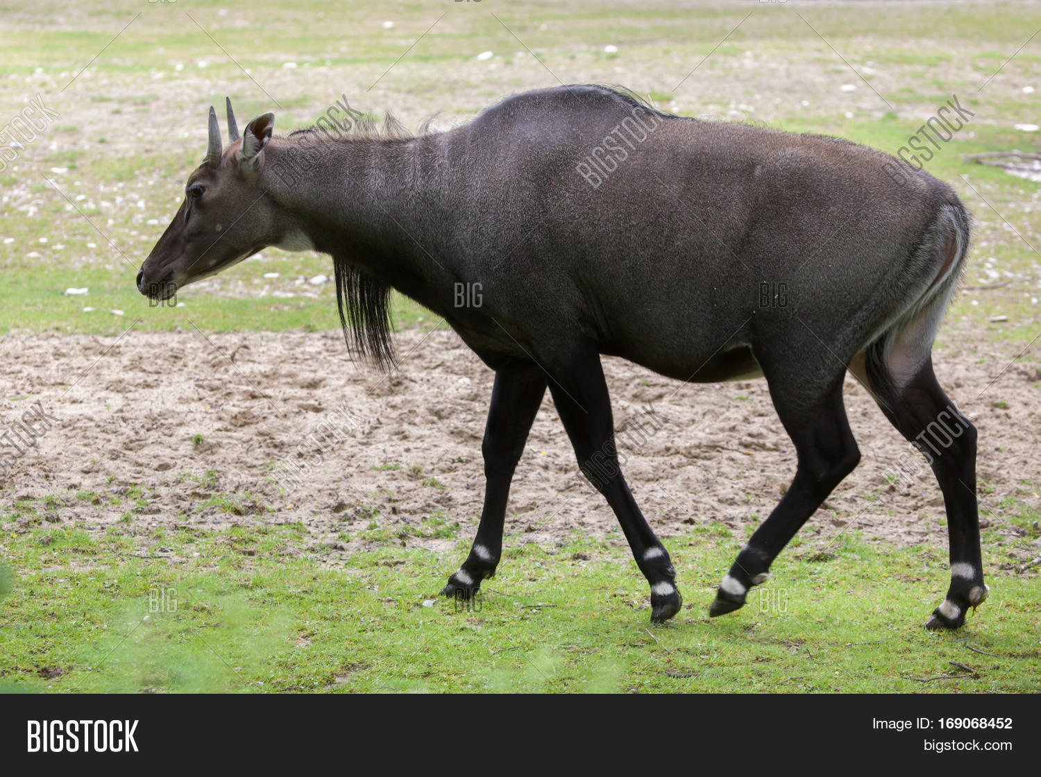 Nilgai (Boselaphus Image & Photo (Free Trial) | Bigstock