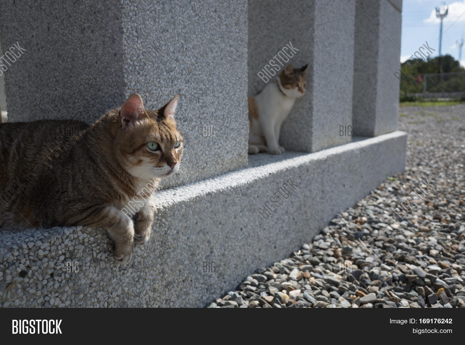Tabby Fat Cat Sit On Image & Photo (Free Trial) | Bigstock
