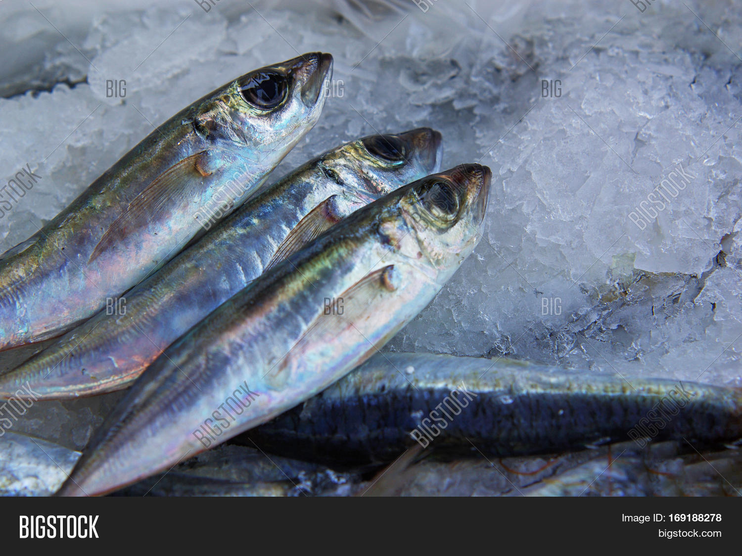 Group Sardines Salt Image & Photo (Free Trial) | Bigstock
