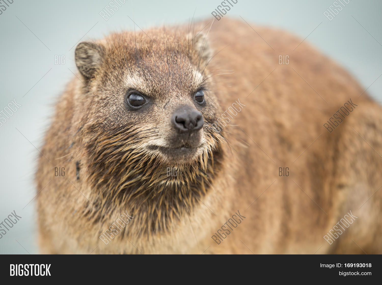 Dassie (Rock Hyrax) Image & Photo (Free Trial) | Bigstock