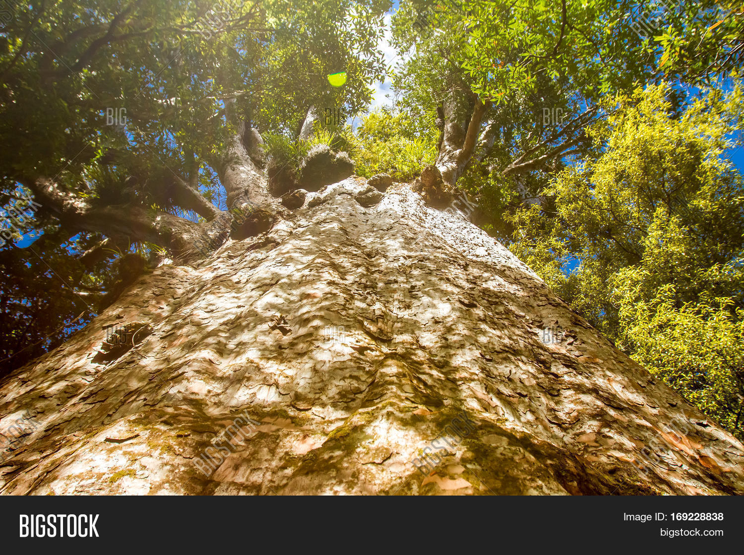 Kauri Trees North Image & Photo (Free Trial) | Bigstock