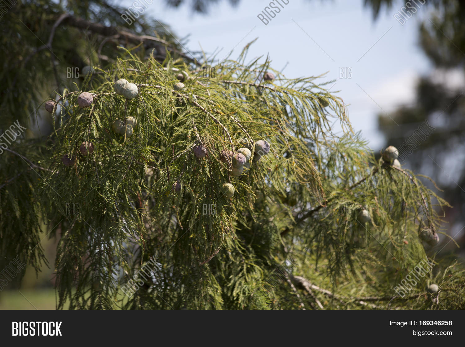 Cypress Tree Fall Image & Photo (Free Trial) | Bigstock
