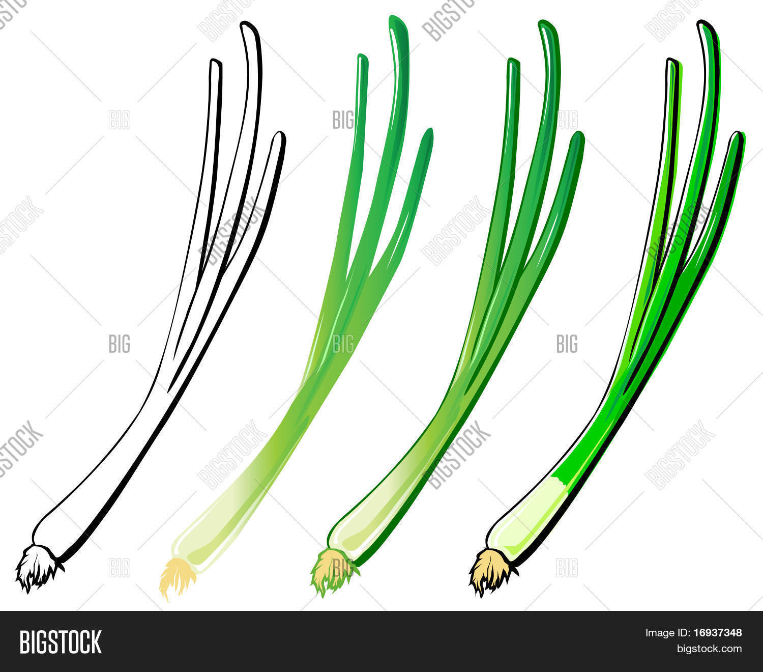 Spring Onion Set Vector & Photo (Free Trial) | Bigstock